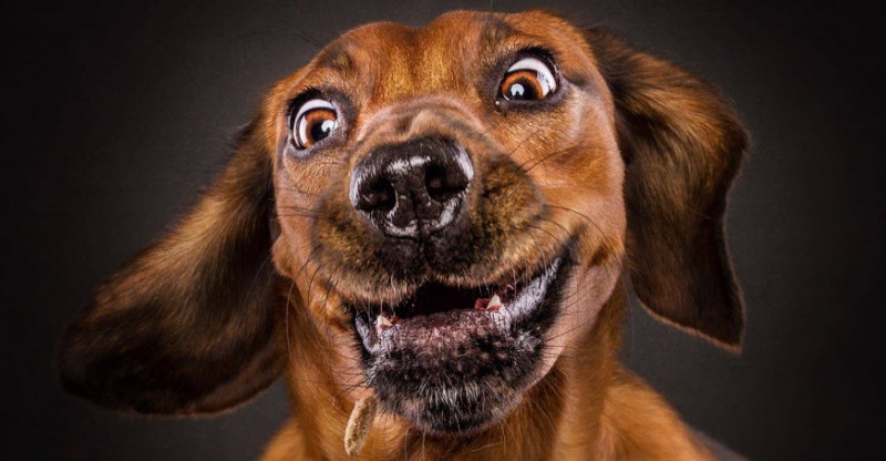 Do Dogs Know When They're Being Annoying? - Animals | Katalay.net