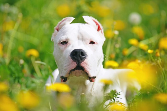 Dogo Argentino Dog Breed Facts & Information - Animals