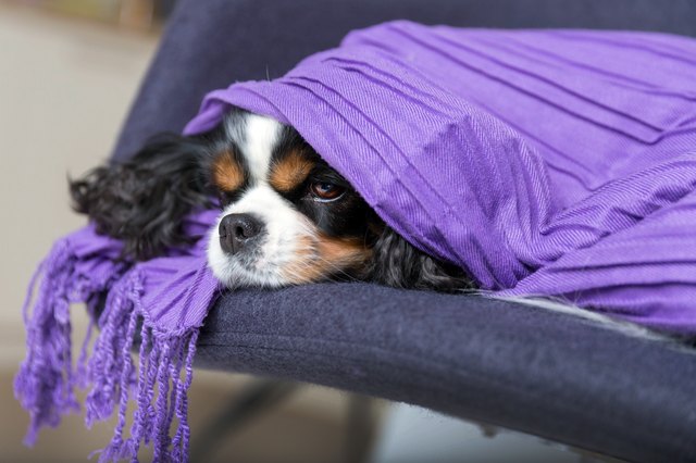 Why Does My Dog Burrow Under The Covers? - Animals